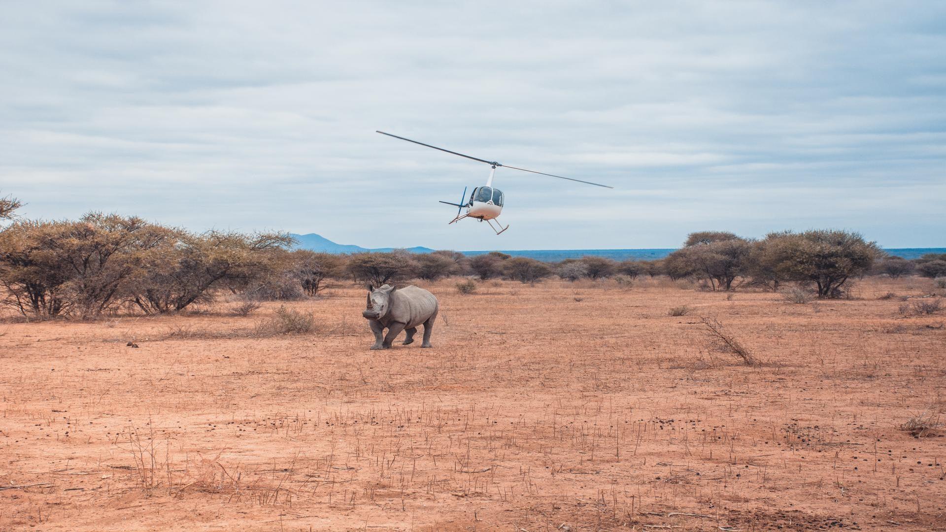 Marataba's Annual Rhino Week Feature - Conservio